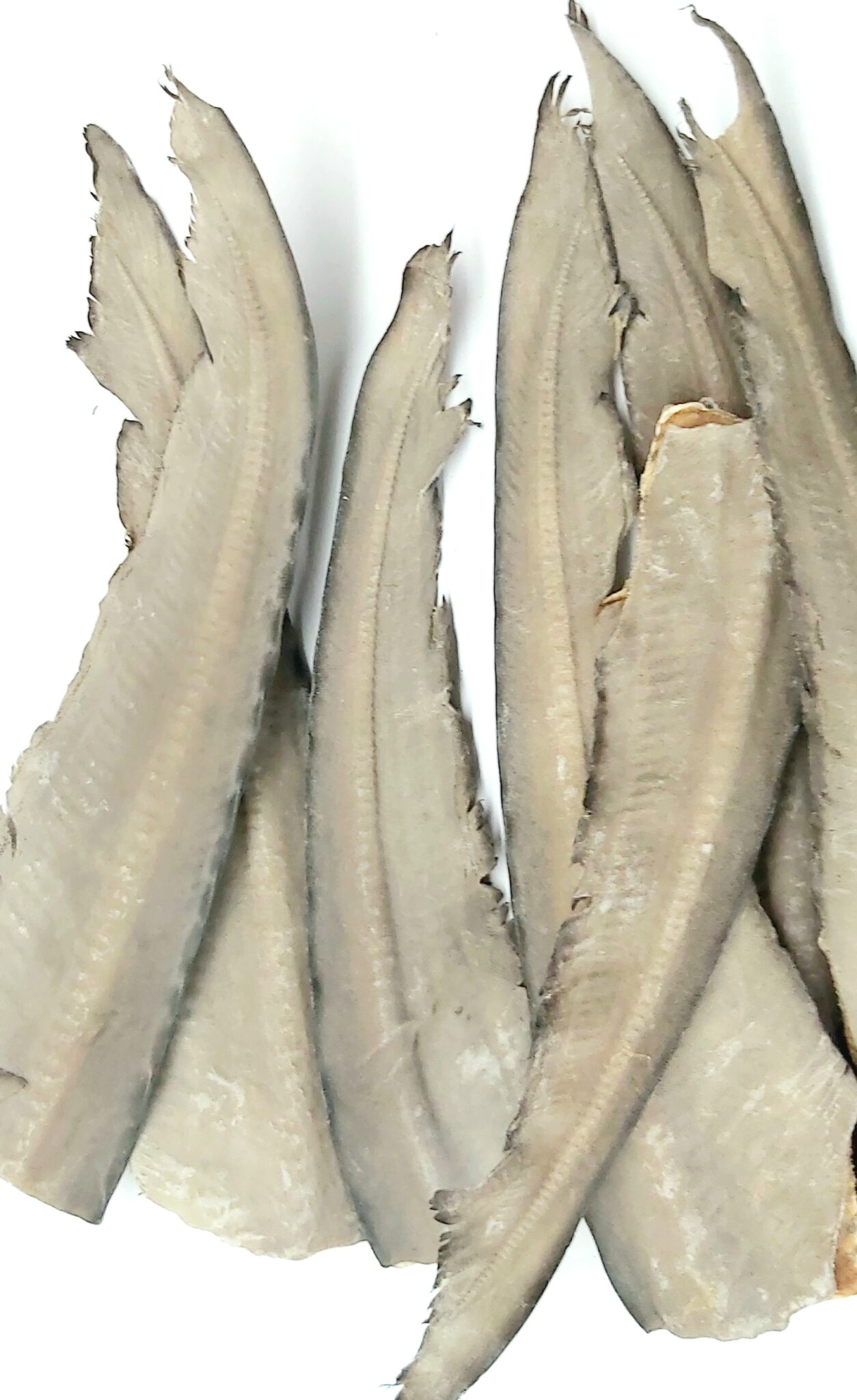 Shark fin - Discount Pet Supplies, Natural Dog Treats 100% Australian ...